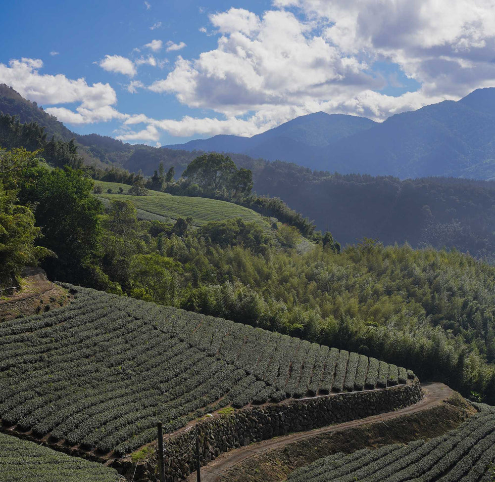 Tea Garden & Process | Chimney & Tea